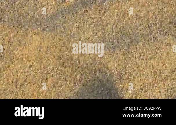 GOA, India - February 27, 2024: The huge national flag of India ...