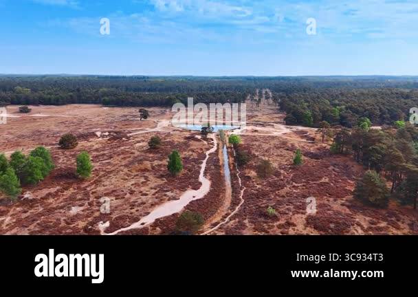 Dry area with a tiny source of water. Green forests surround the meadow ...