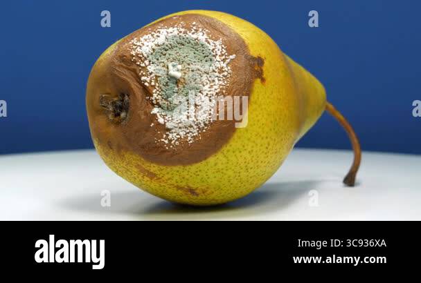 Overripe and rotten pear, covered with mold. Rotten pear rotates on ...