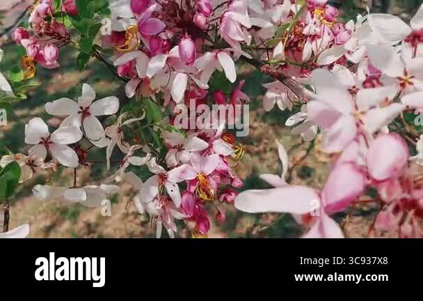 Flowering pink shower tree Stock Videos & Footage - HD and 4K Video ...
