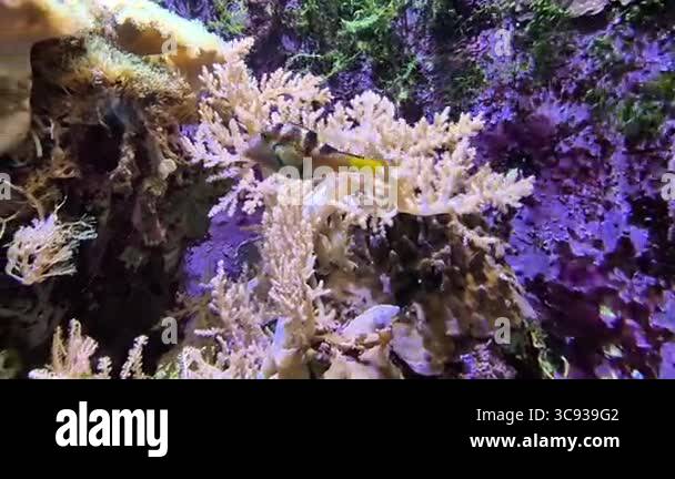 Beautiful coral reefs with tropical fish, underwater calm background ...