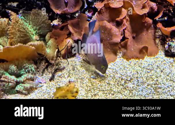 A stunning underwater ecosystem with vibrant fish among beautiful coral ...
