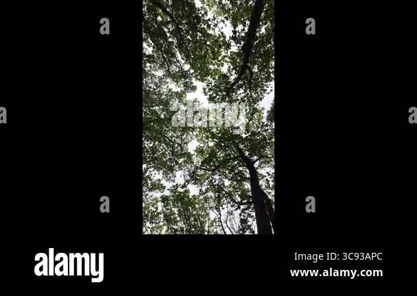 Dark deciduous forest, bottom view, camera rotation Stock Video Footage ...
