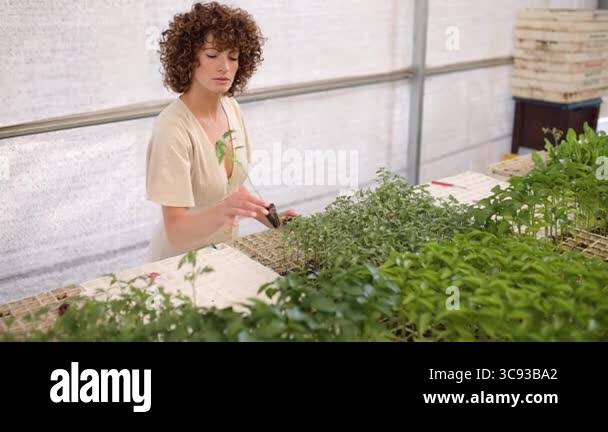 Professional greenhouse worker carefully examining young seedlings ...