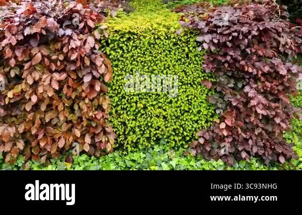 a combination of green-leaved hedge and red-leaved in a row close ...