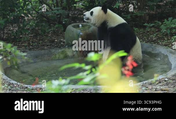 Giant panda relaxing water pool in the zoo, china Stock Video Footage ...