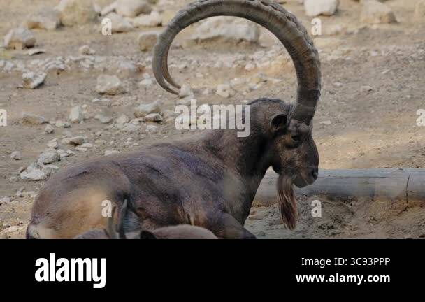 Markhor, also known as the screw-horned goat, resting on a rocky ...