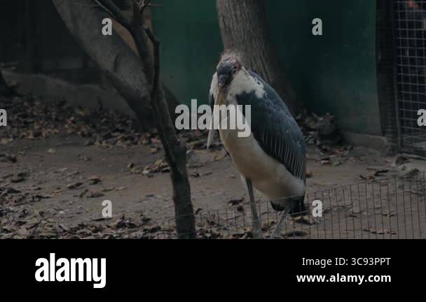 Marabou stork standing still in its enclosure at the zoo. The large ...