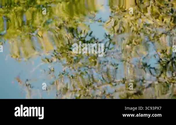 Abstract reflection of leaves and branches in gently rippling water ...