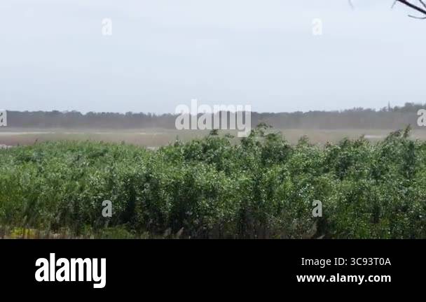 Strong wind bends bushes, with a dust storm visible in the distance ...