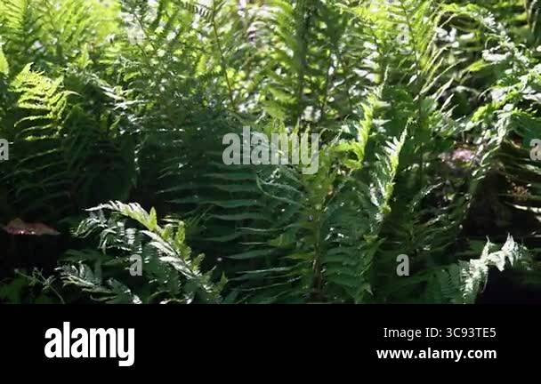 The natural beauty of ferns common in wooded areas captured on a sunny ...