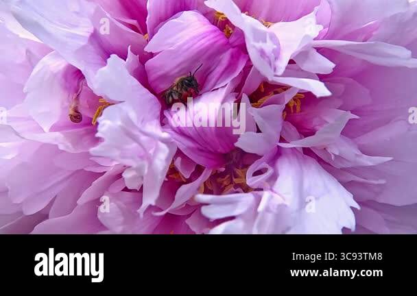 Tree peony Paeonia sp., Honey bee collecting nectar on a pink hybrid ...