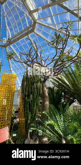 Bronx, New York, USA March 21, 2025: Atrium and Cactus at the NY ...