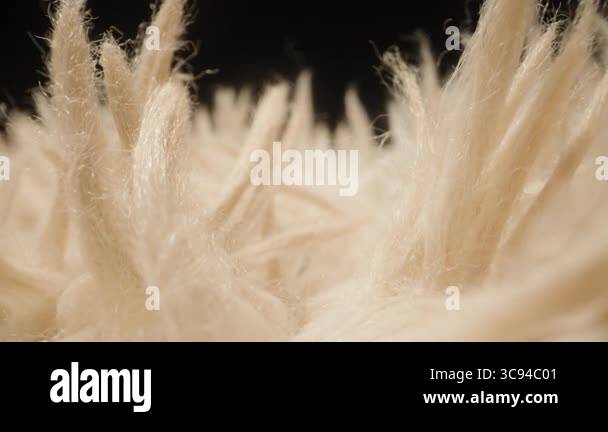 Macro Slider Shot Moving Through Dense Cream-Colored Fibers Resembling ...