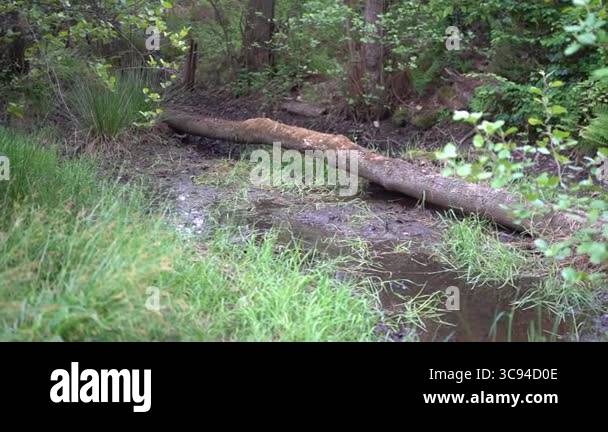 Fallen tree trunk lying in a summer swamp in the forest. Wildlife and ...
