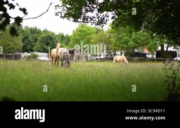 Horses running in the pasture. Concept of beauty and freedom Stock ...