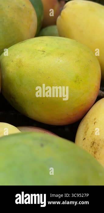 A vibrant pile of yellow and green mangoes, showcasing their natural ...