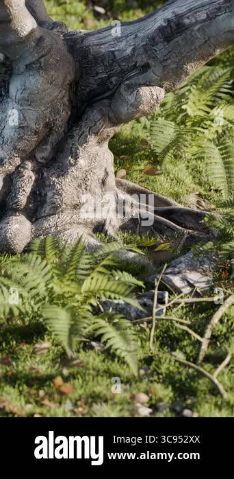 Looping 3D Animation of Grass Growing from Dead Tree Trunk. Nature ...
