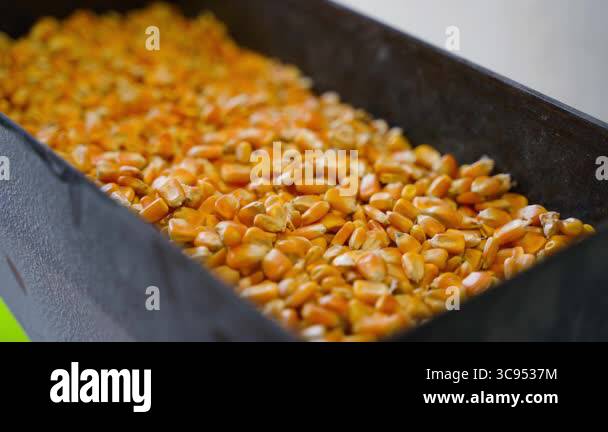 Traditional corn mill grinding Stock Videos & Footage - HD and 4K Video ...