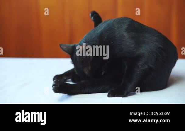 Cat cleaning paw black background Stock Videos & Footage - HD and 4K ...