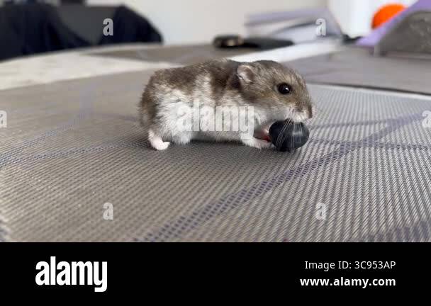 Cute hamster eating blue berry, A cute hamster holding a blueberry ...