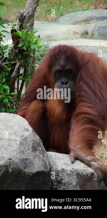 captured sitting on a rock and playing around in a zoo enclosure ...