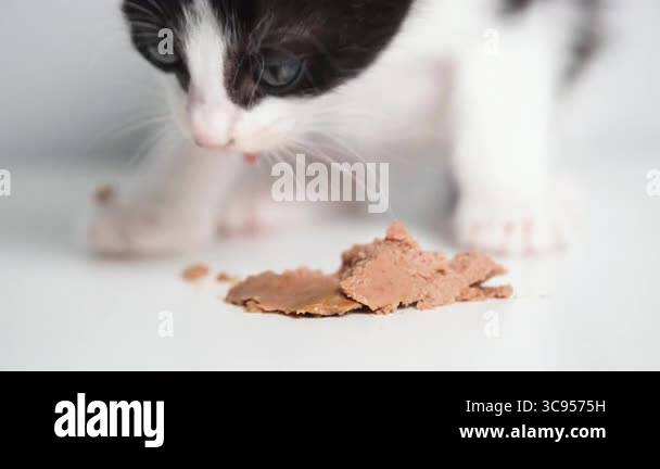Close up video of cute black and white kitten eating wet cat food on ...
