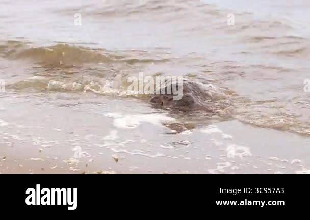 River. Water surface with small waves. Outdoor recreation. River in ...