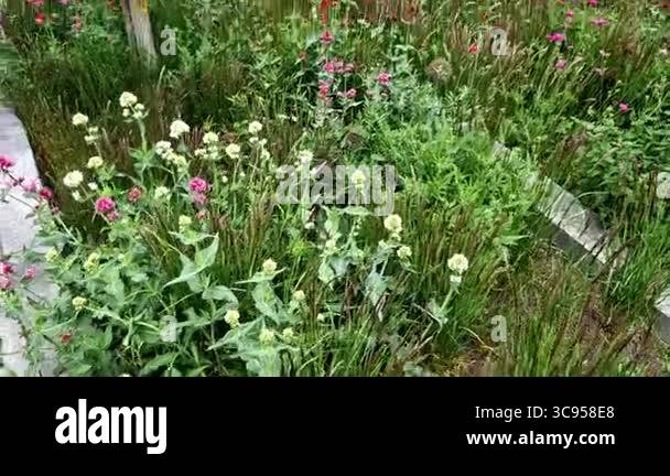bed of colorful prairie flowers in an urban environment attractive to ...