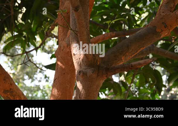 Termite nest on a mango tree. Termites eating tree wood. Trunk tree ...