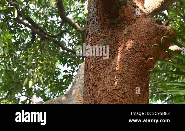 Termite nest on a mango tree. Termites eating tree wood. Trunk tree ...