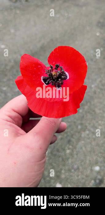 red poppy flower in hand. Close-Up of a Hand Gently Holding a Swaying ...