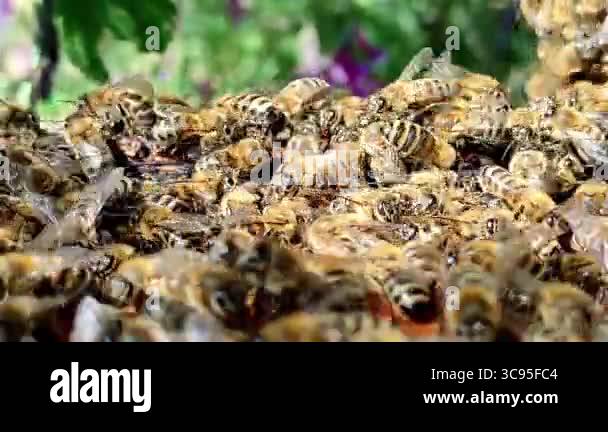 Close-up of a dense swarm of honey bees crawling inside a wooden hive ...