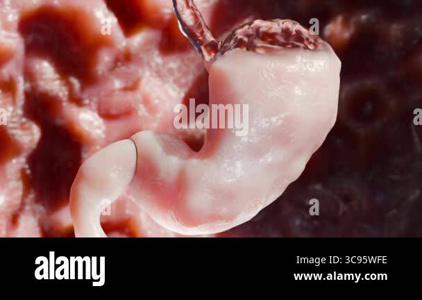 Human Stomach Anatomy Digestion, esophagus abdomen gastric with acid ...