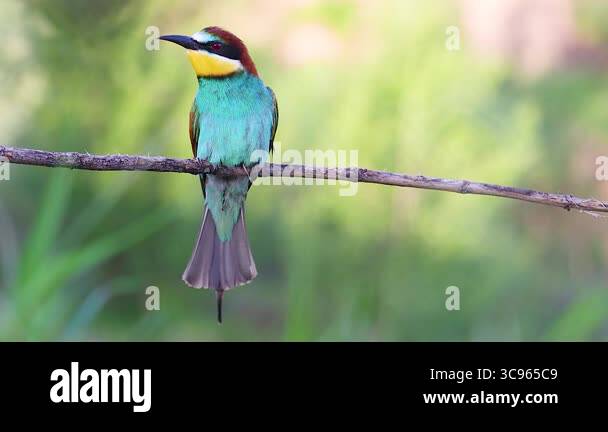 Bird fluffing feathers in slow motion, animals and wildlife Stock Video ...