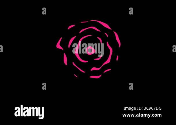 Vibrant Pink Rose Animation on a Black Background for Creative Projects ...