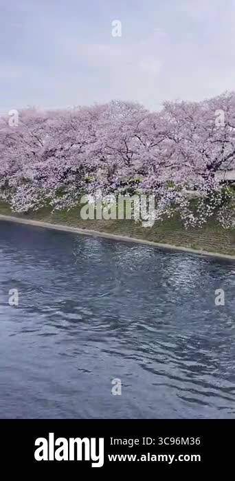 Urui River Sakura where the petals of the cherry blossom are falling ...