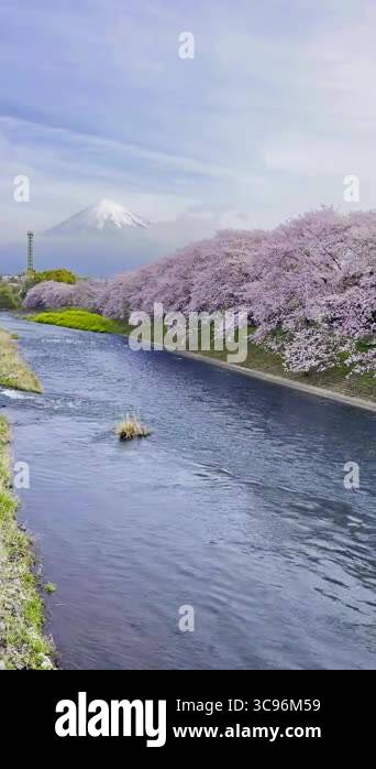 Urui River Sakura where the petals of the cherry blossom are falling ...