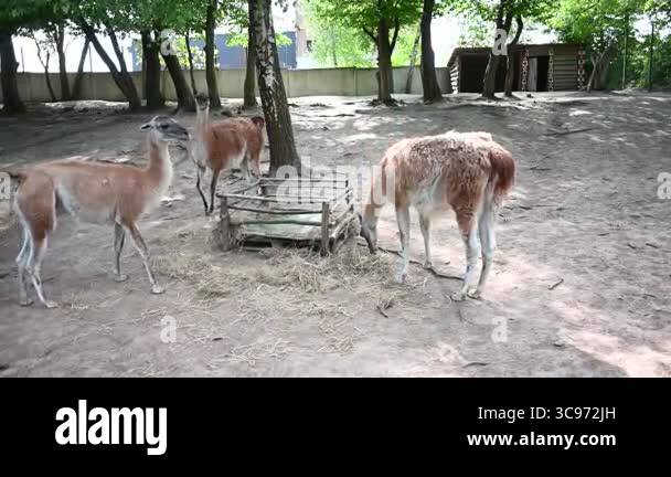 Llamas and guanacos eating hay in a zoo enclosure Stock Video Footage ...