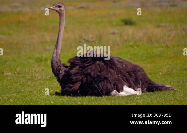 Ostrich in Green Meadow World's Largest Bird in Nature Stock Video ...