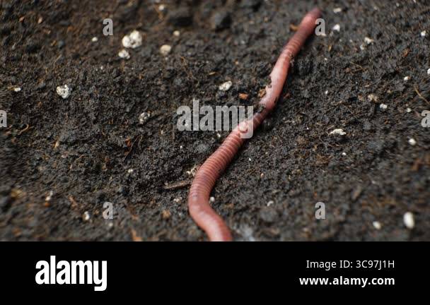 Earthworm habitat Stock Videos & Footage - HD and 4K Video Clips - Alamy