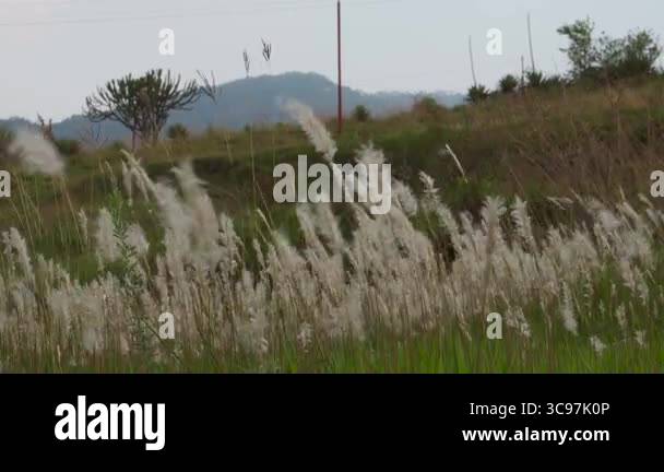 Himalayan grasslands Stock Videos & Footage - HD and 4K Video Clips - Alamy