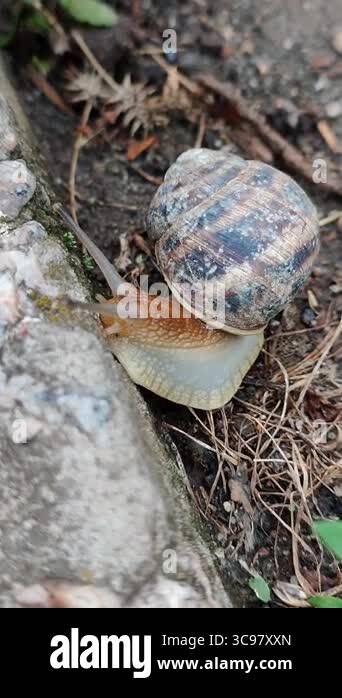 Snail slowly crawling on the ground close-up, moving antennae, garden ...