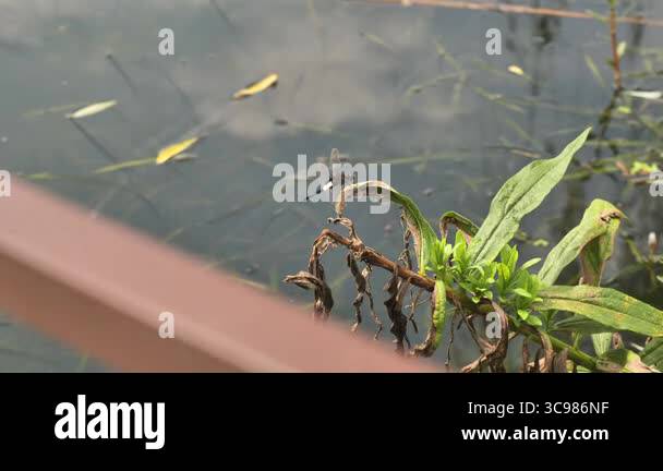 A delicate dragonfly rests gracefully on a slender stick, its ...