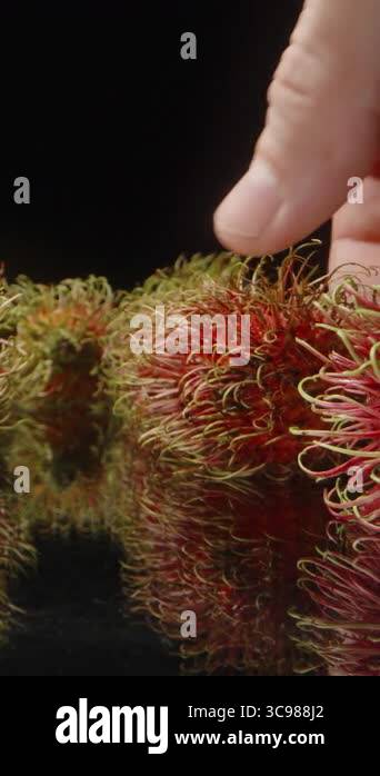 Hand Gently Picking Up Spiky Red Rambutan Fruit from Reflective Surface ...