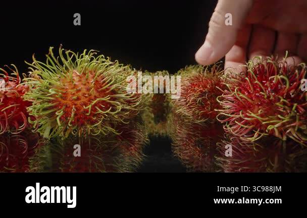 Hand Gently Picking Up Spiky Red Rambutan Fruit from Reflective Surface ...