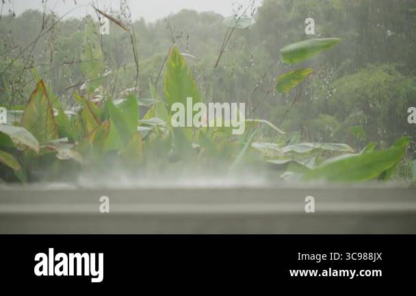 Close View of Intense Rain Splashing on Surface with Blurred Jungle ...