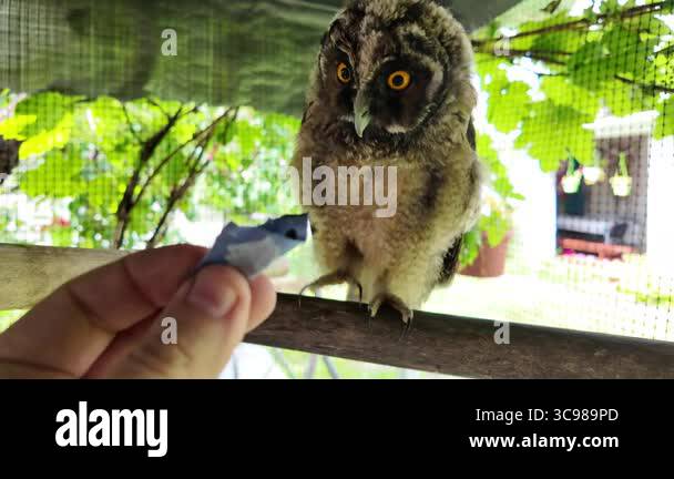Long-eared owl chick. Owl holds in paw. Owl paws. Long-eared owl. Chick ...
