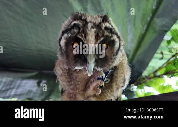 Long-eared owl chick. Owl holds in paw. Owl paws. Long-eared owl. Chick ...