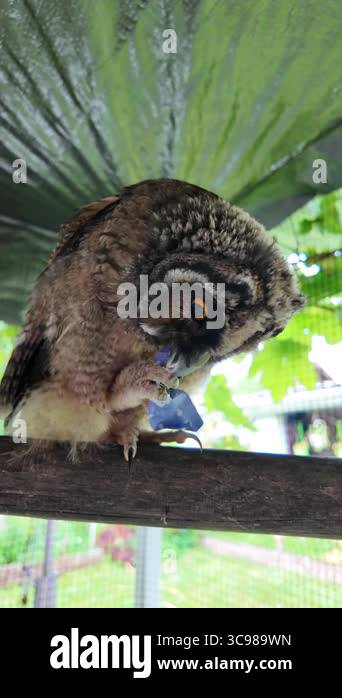 Long-eared owl chick. Owl holds in paw. Owl paws. Long-eared owl. Chick ...